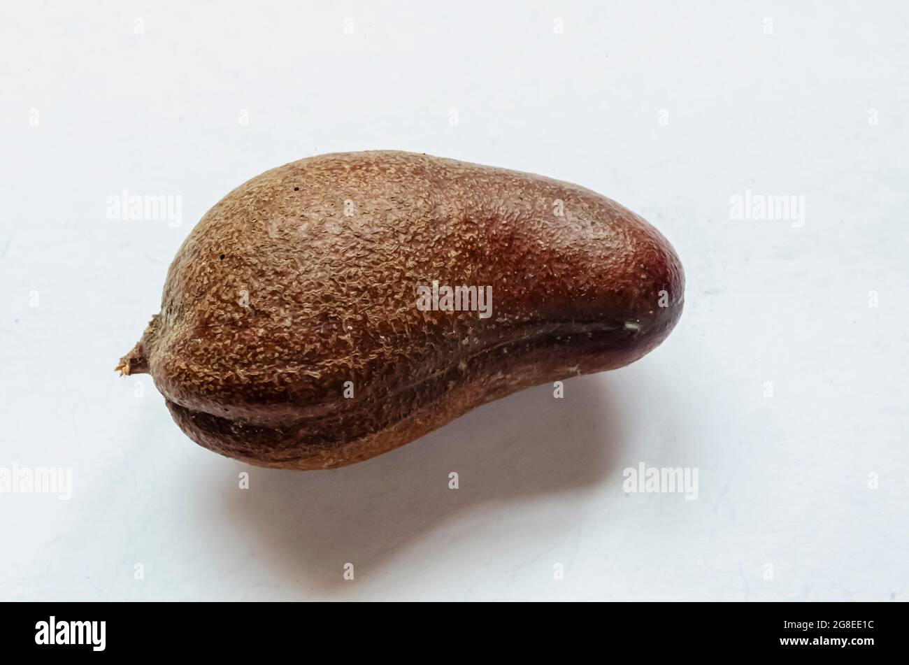 Locust fruit hi-res stock photography and images - Alamy