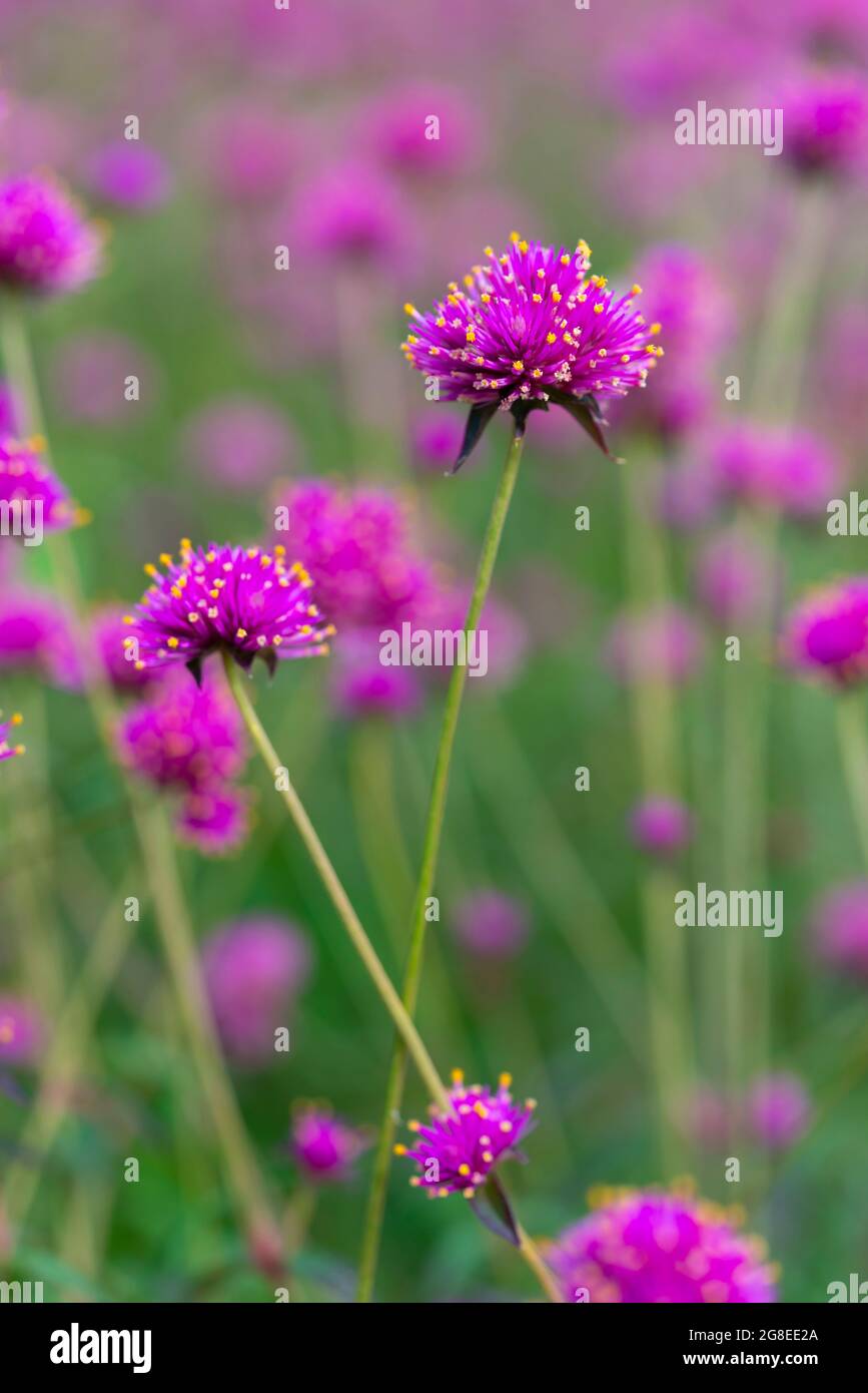 Closed up soft little purple flower in the garden under morning sun light in soft sweet pink ...