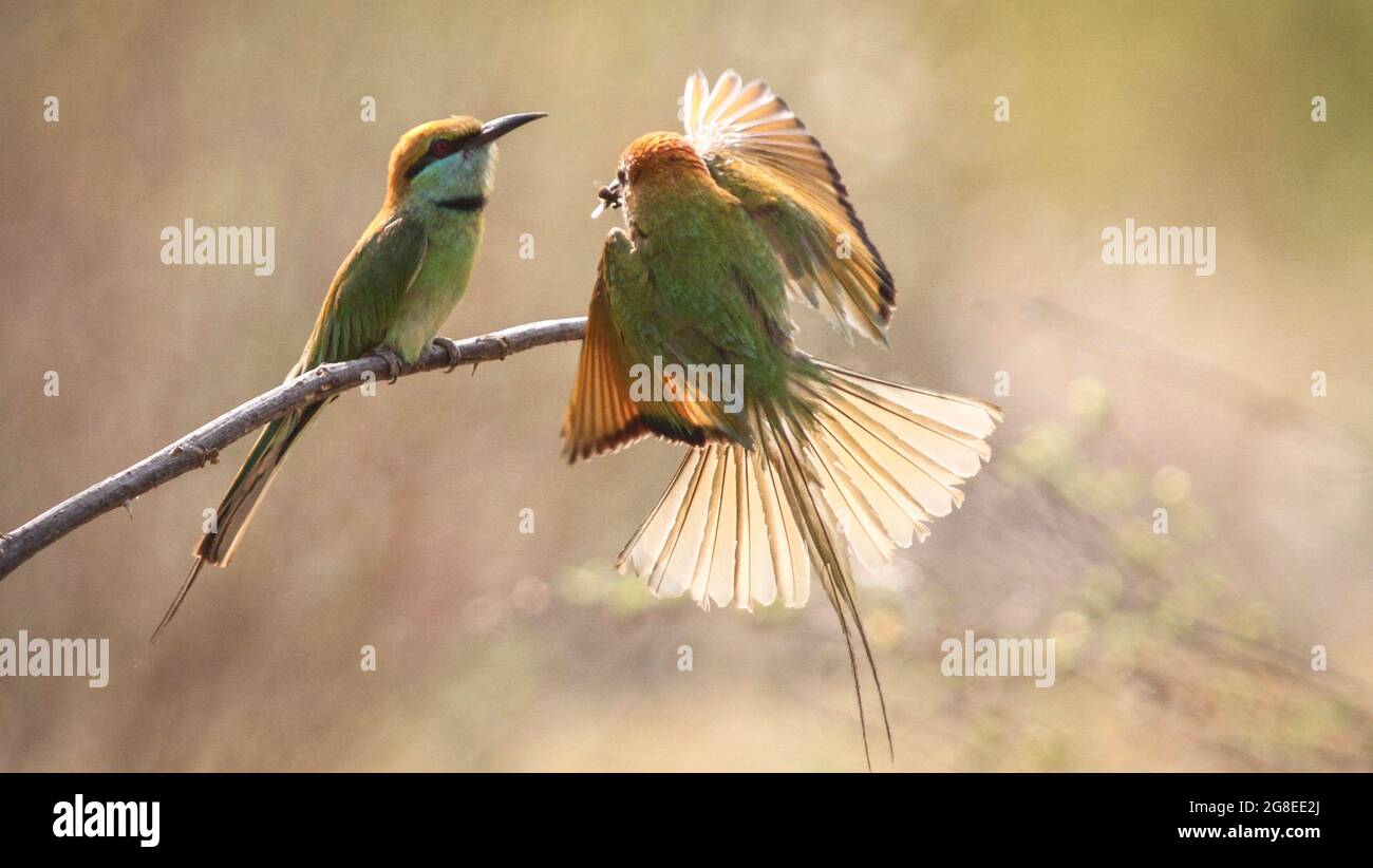 Flying bee-eater bird in the park sai gon city southern vietnam Stock ...