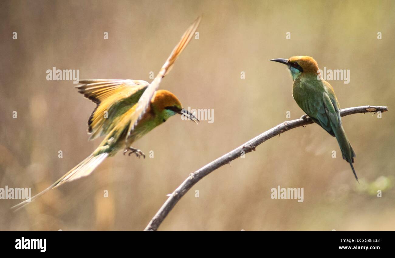 Flying bee-eater bird in the park sai gon city southern vietnam Stock ...