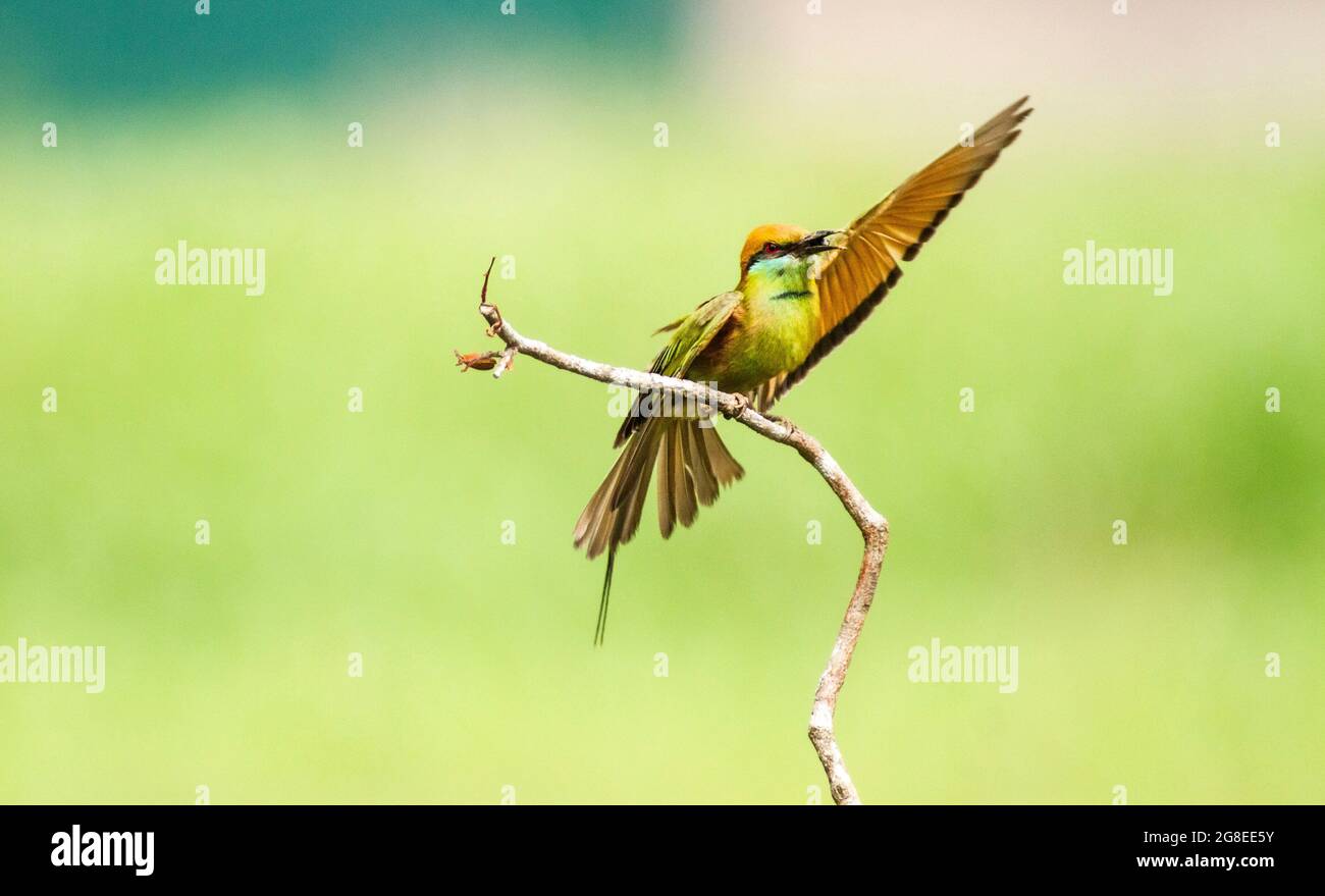 Flying bee-eater bird in the park sai gon city southern vietnam Stock ...