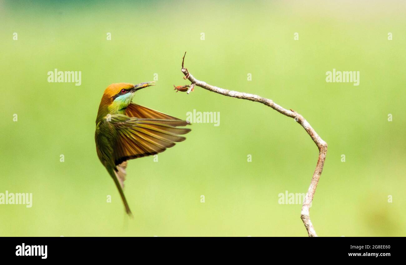 Flying bee-eater bird in the park sai gon city southern vietnam Stock ...
