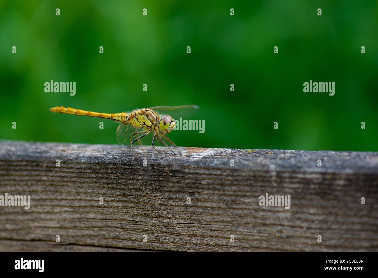 Dragonfly exercise hi-res stock photography and images - Alamy