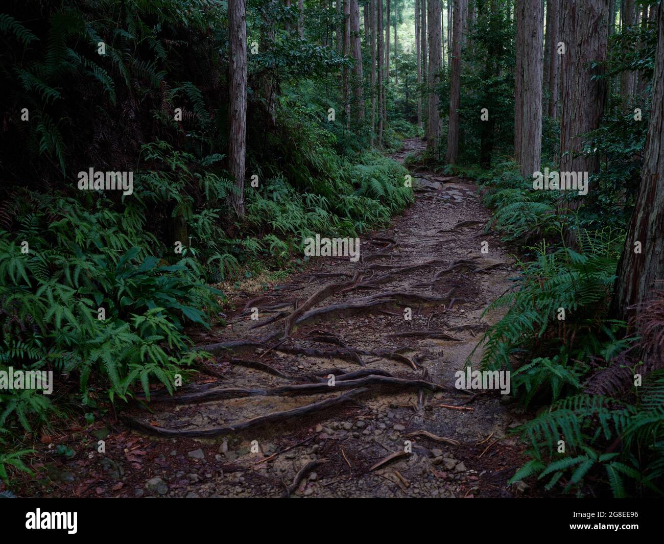Kumano Kodo, Kinki Region, Japan Stock Photo - Alamy