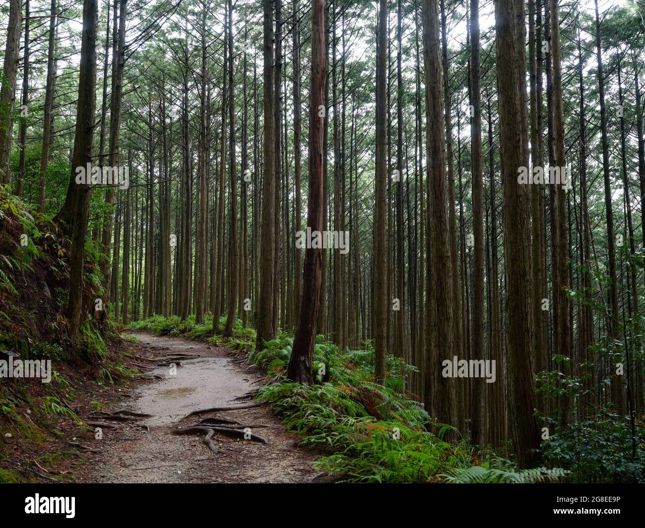 Kumano kodo, japan hi-res stock photography and images - Alamy