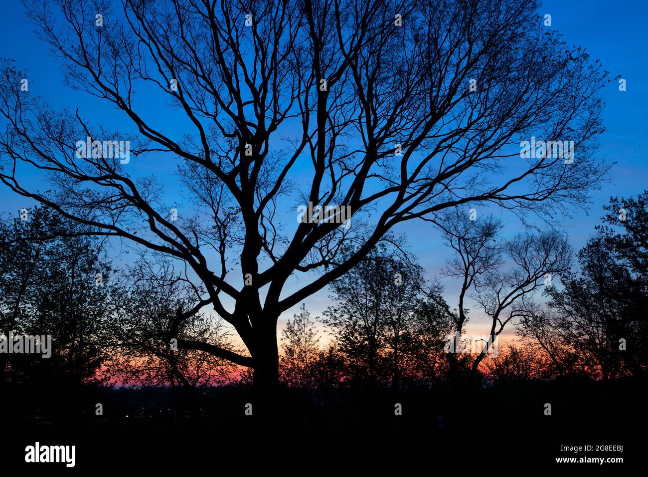 Tree dawn, Lake Anita State Park, Iowa Stock Photo - Alamy
