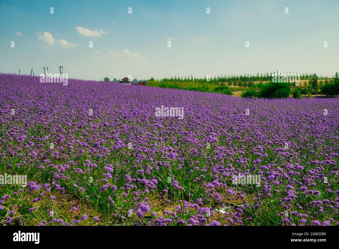 Lavender base hi-res stock photography and images - Alamy