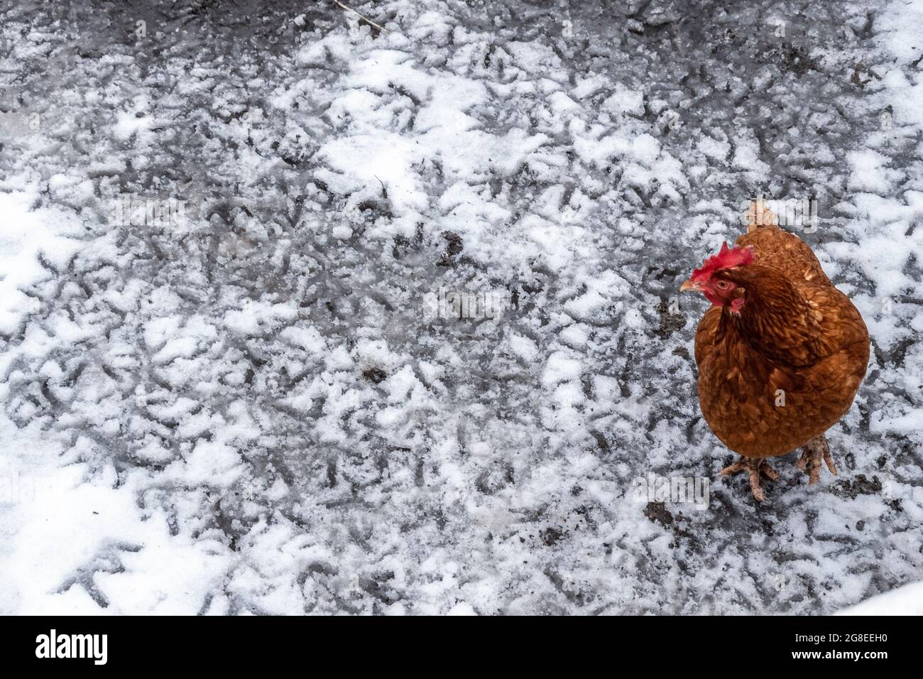 Poultry footprint hi-res stock photography and images - Alamy