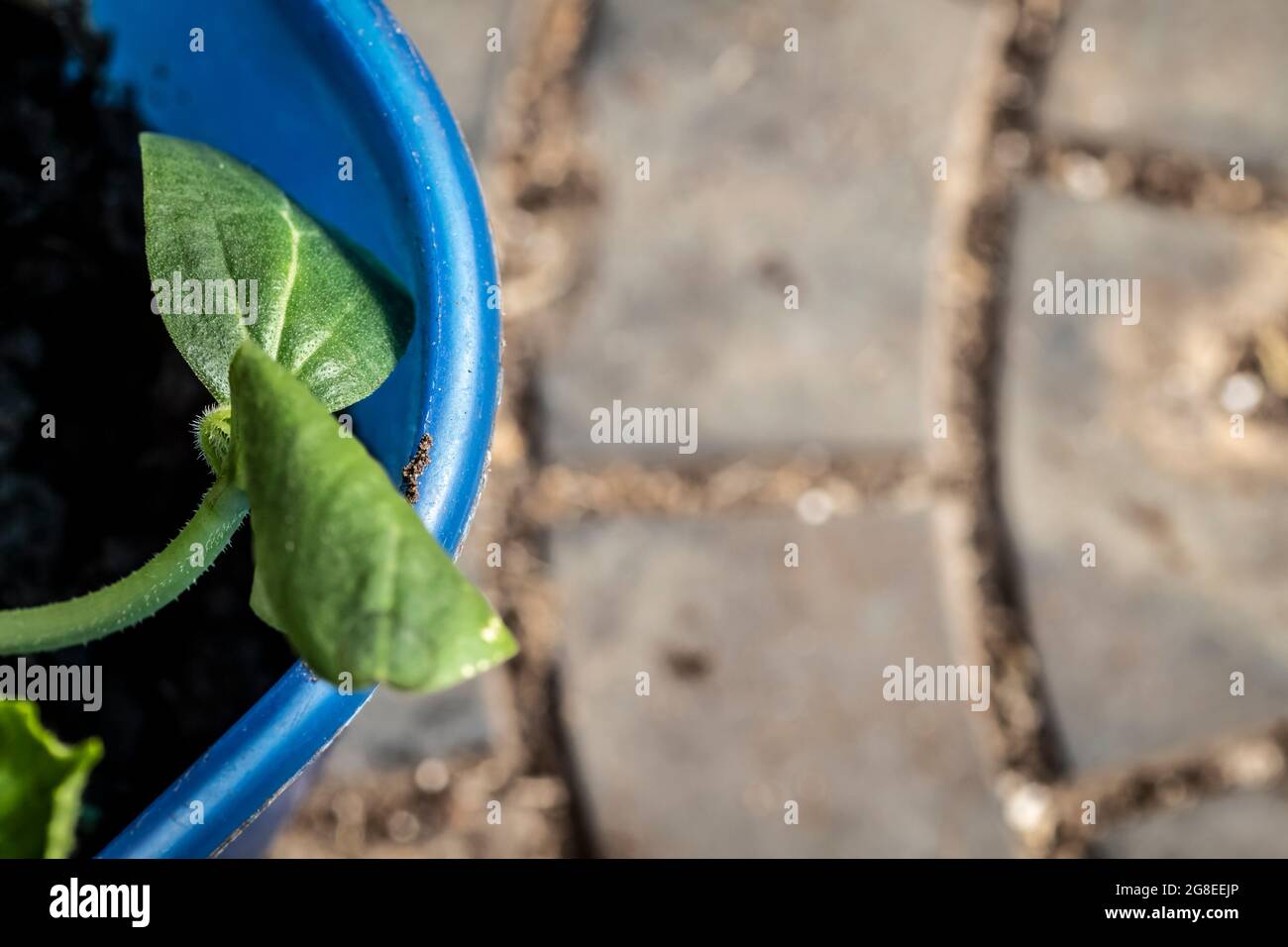 The first seedling to sprout before planting in the garden Stock Photo ...