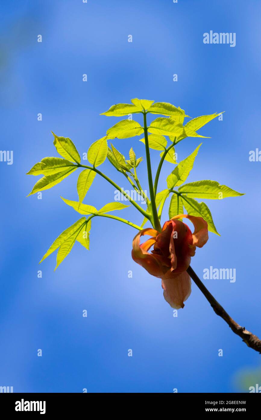 The neal smith national wildlife refuge hi-res stock photography and ...