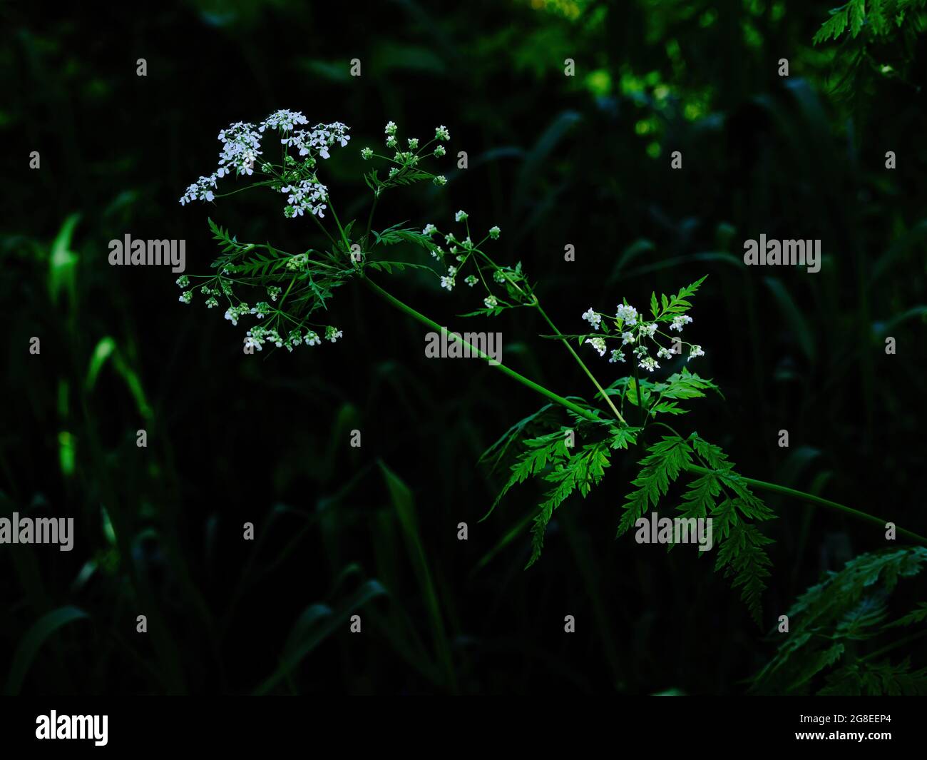 Cardamine leucantha hi-res stock photography and images - Alamy