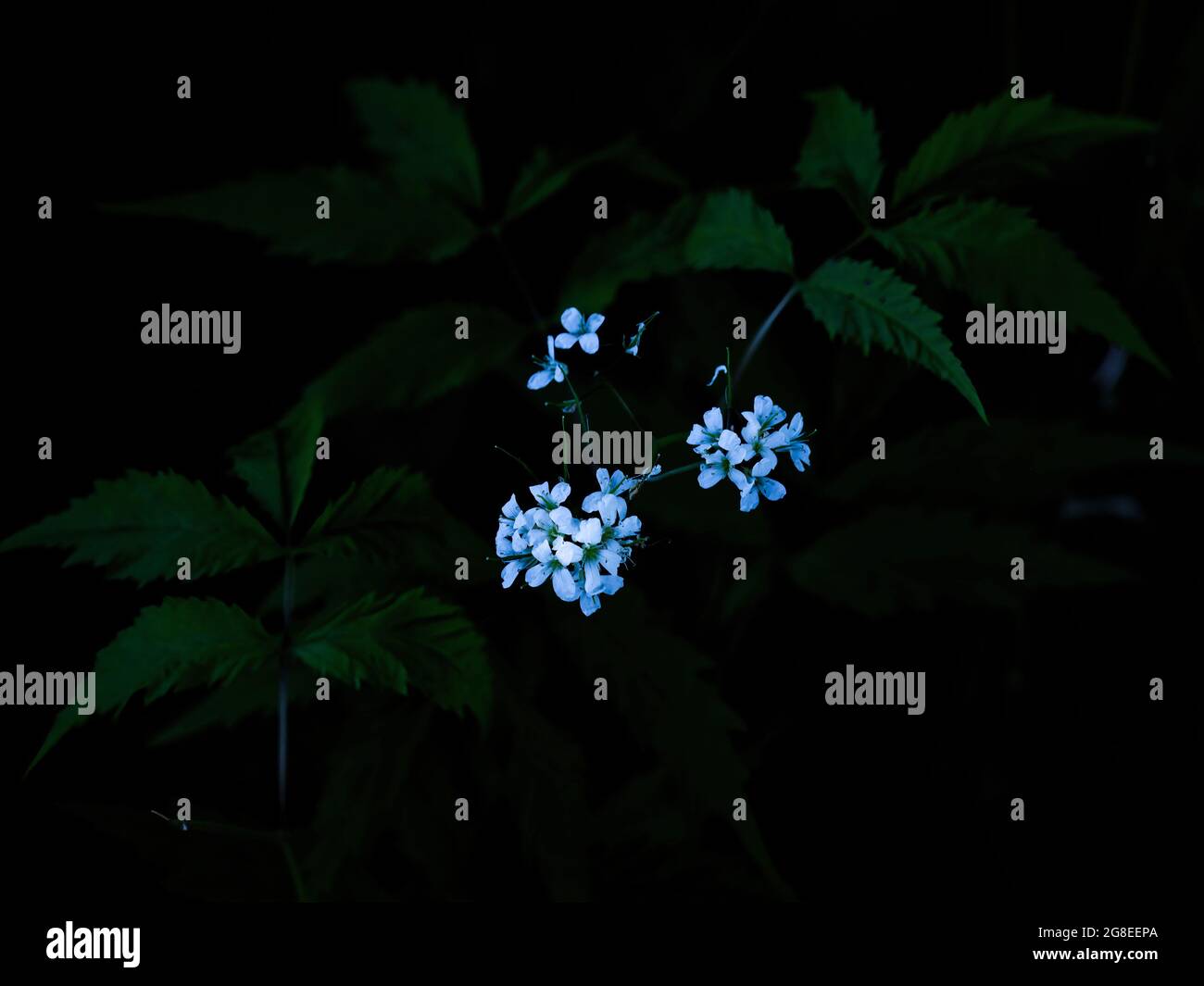 Cardamine leucantha hi-res stock photography and images - Alamy