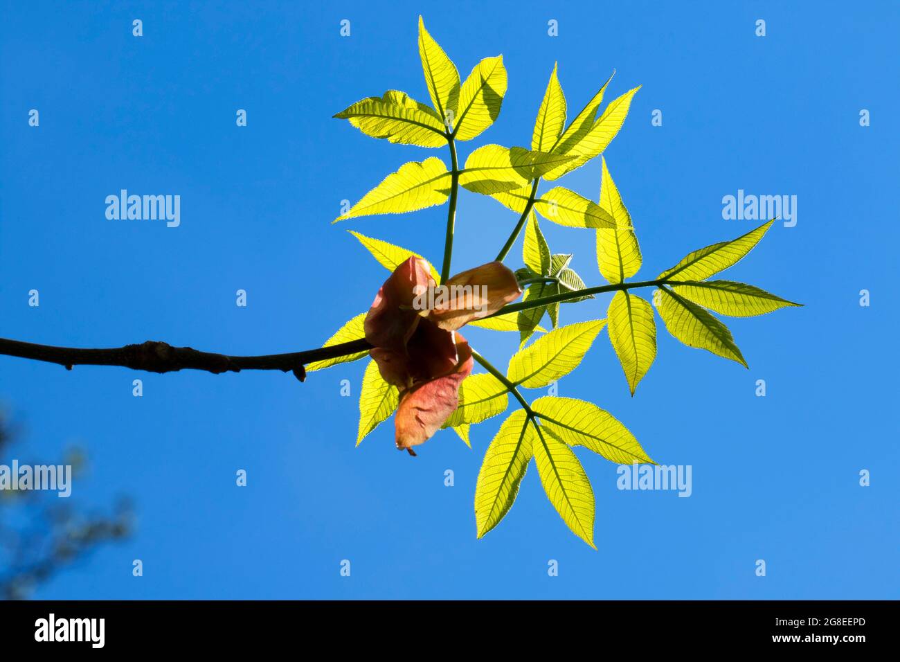 Neal smith national wildlife refuge hi-res stock photography and images ...