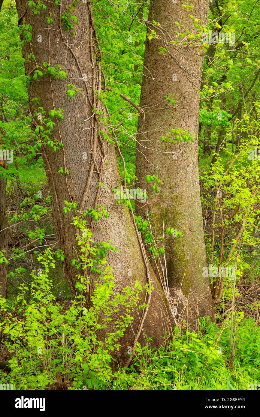 Sycamore trunk with poison ivy, Hennepin Canal State Trail, Illinois ...