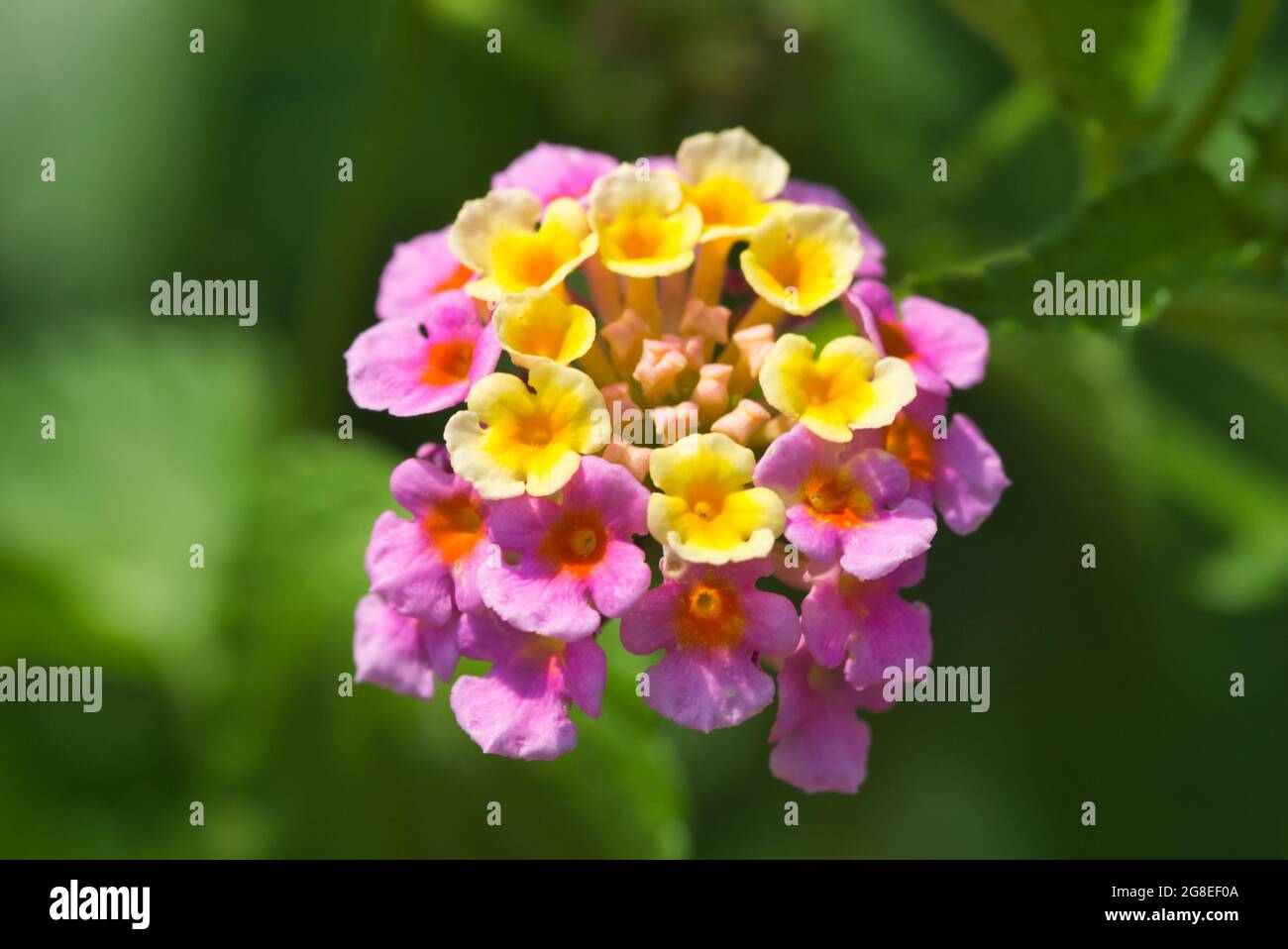Purple shi hi-res stock photography and images - Alamy