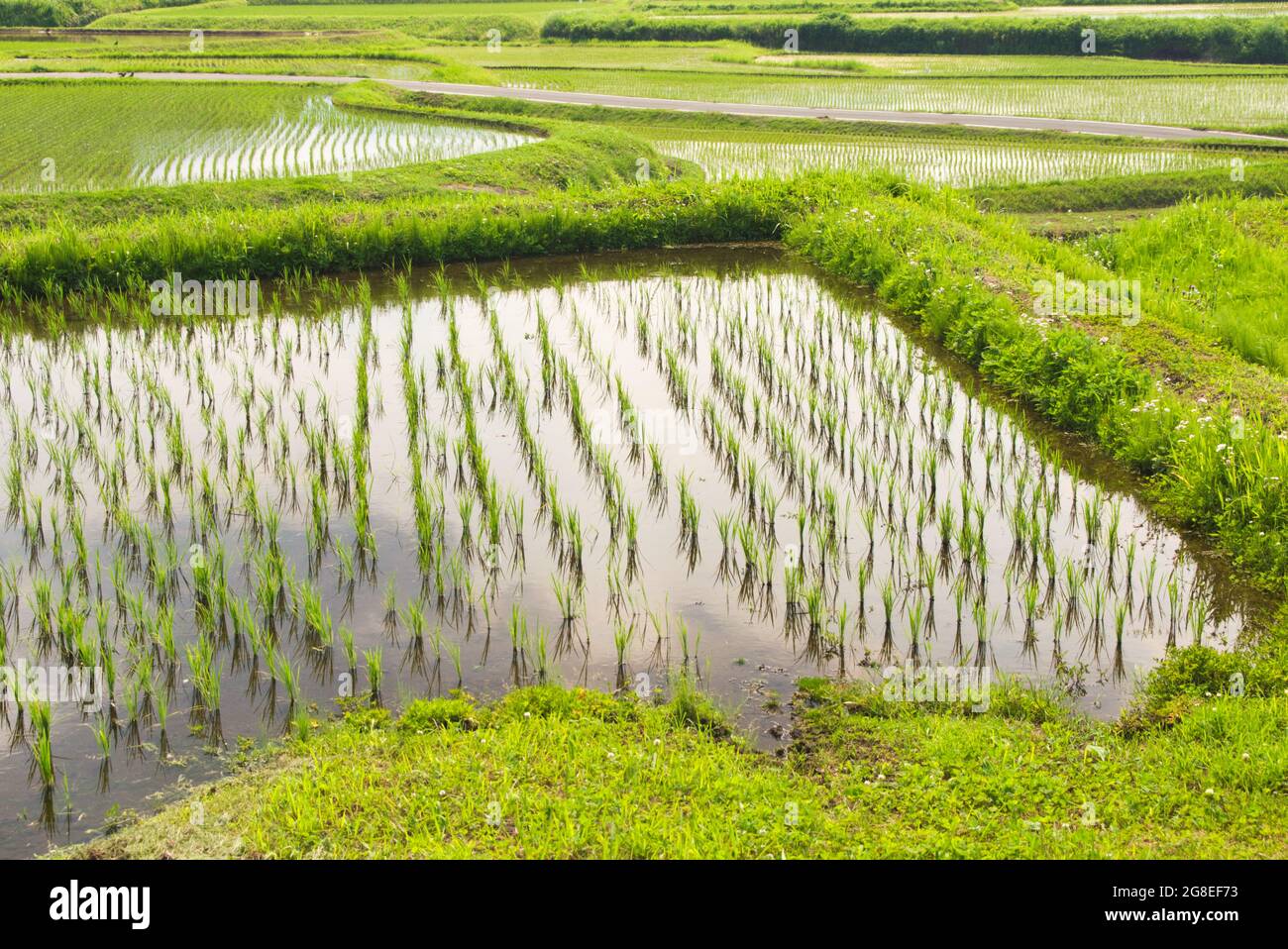 Rice Paddy in Minamiaso Village, Kumamoto Prefecture, Japan Stock Photo ...