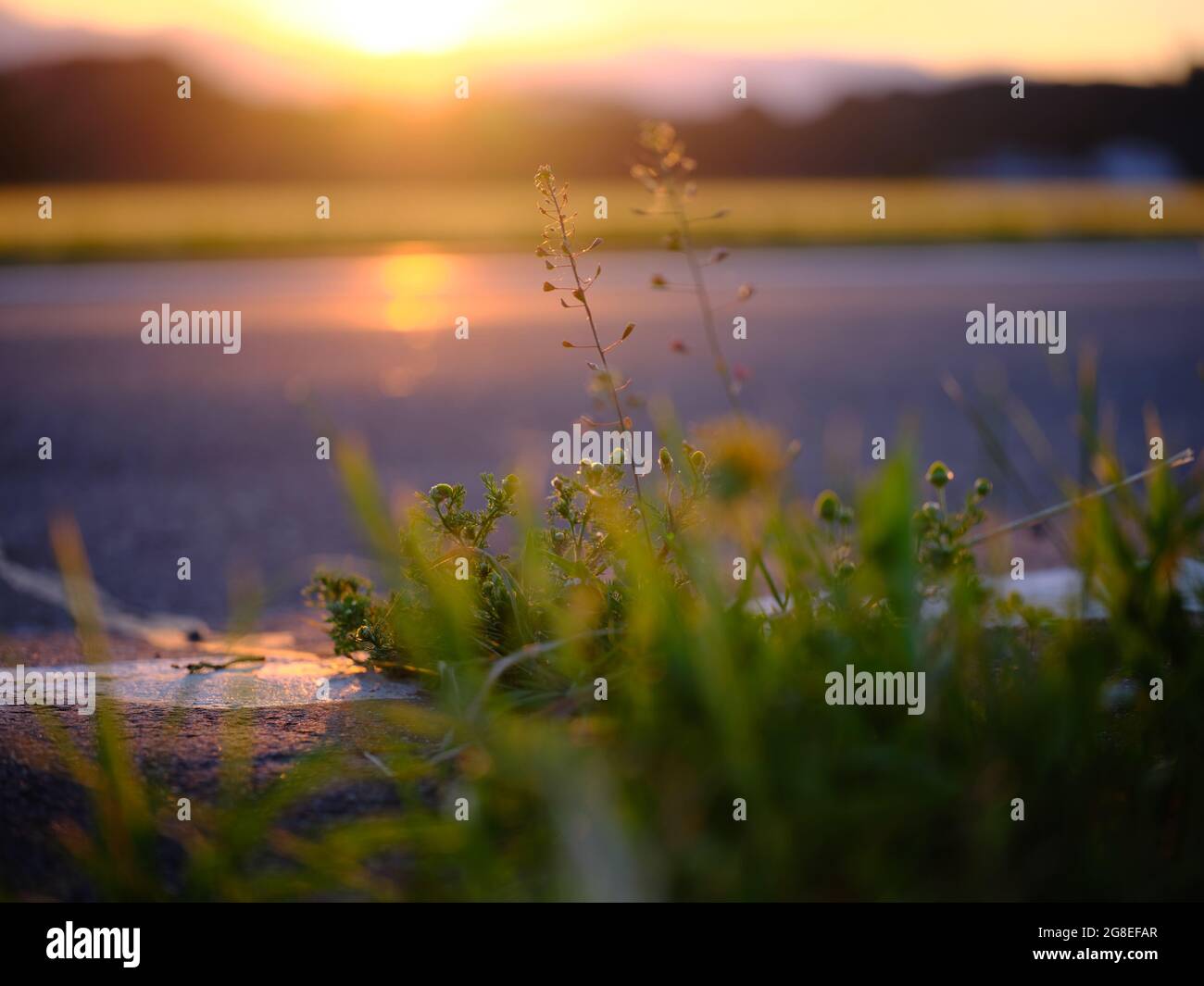 Road weed hi-res stock photography and images - Alamy