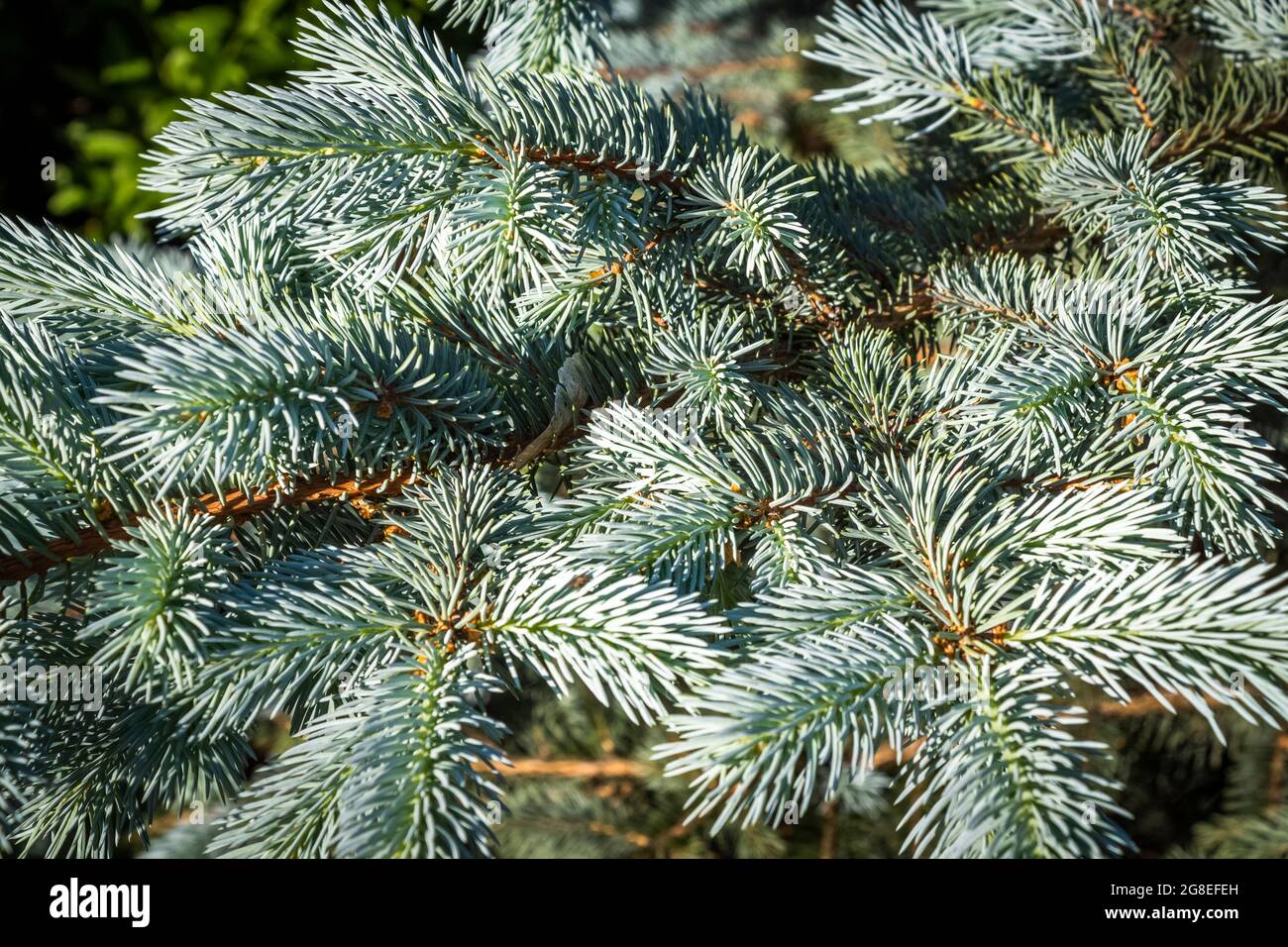 Branches of decorative blue spruce in the backyard Stock Photo - Alamy