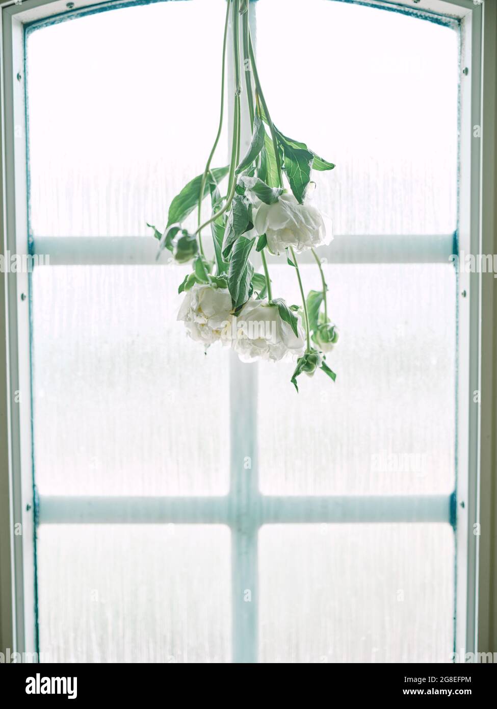 White Flower by Window Stock Photo - Alamy