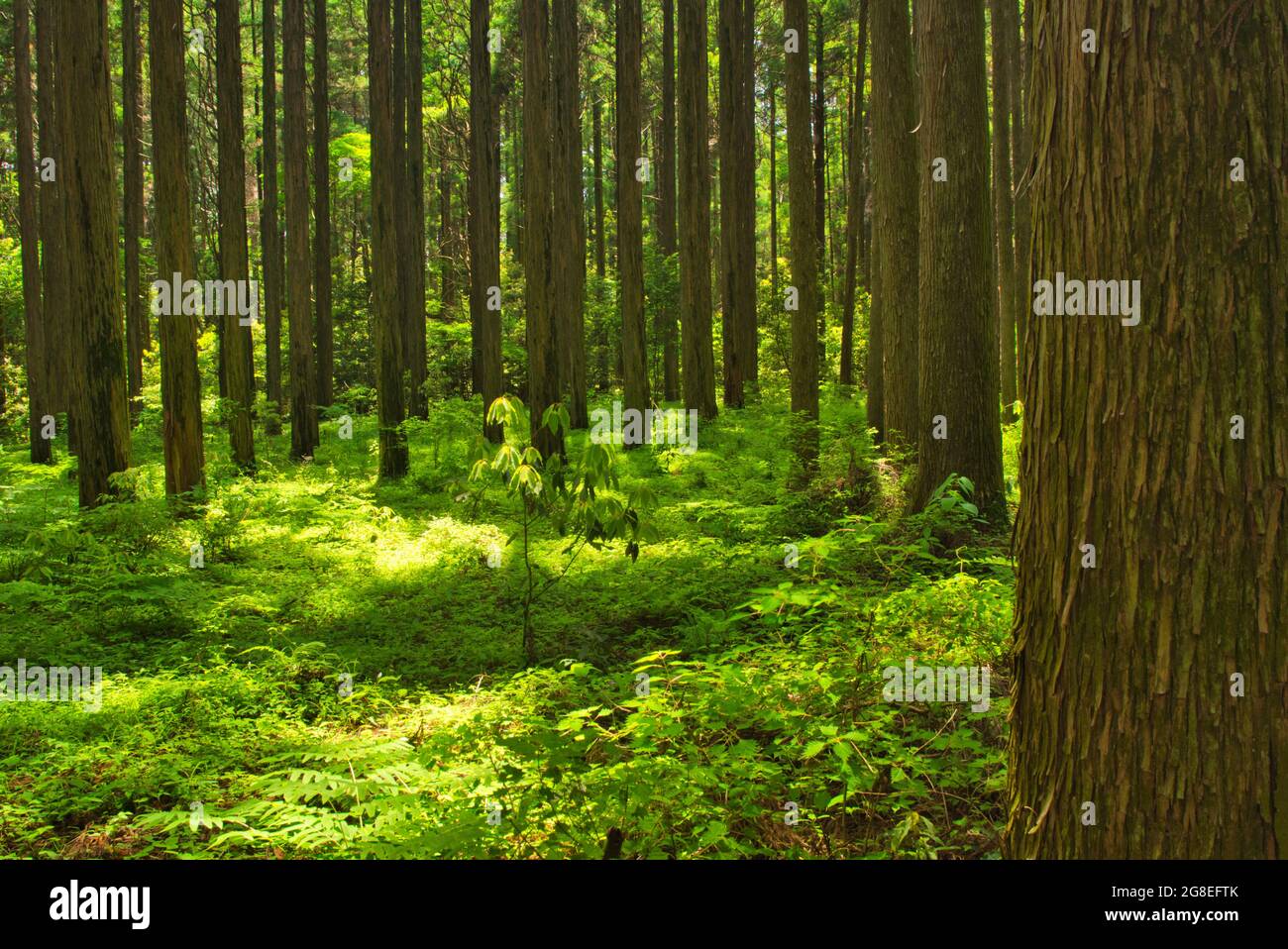 Japan tree forestry hi-res stock photography and images - Alamy