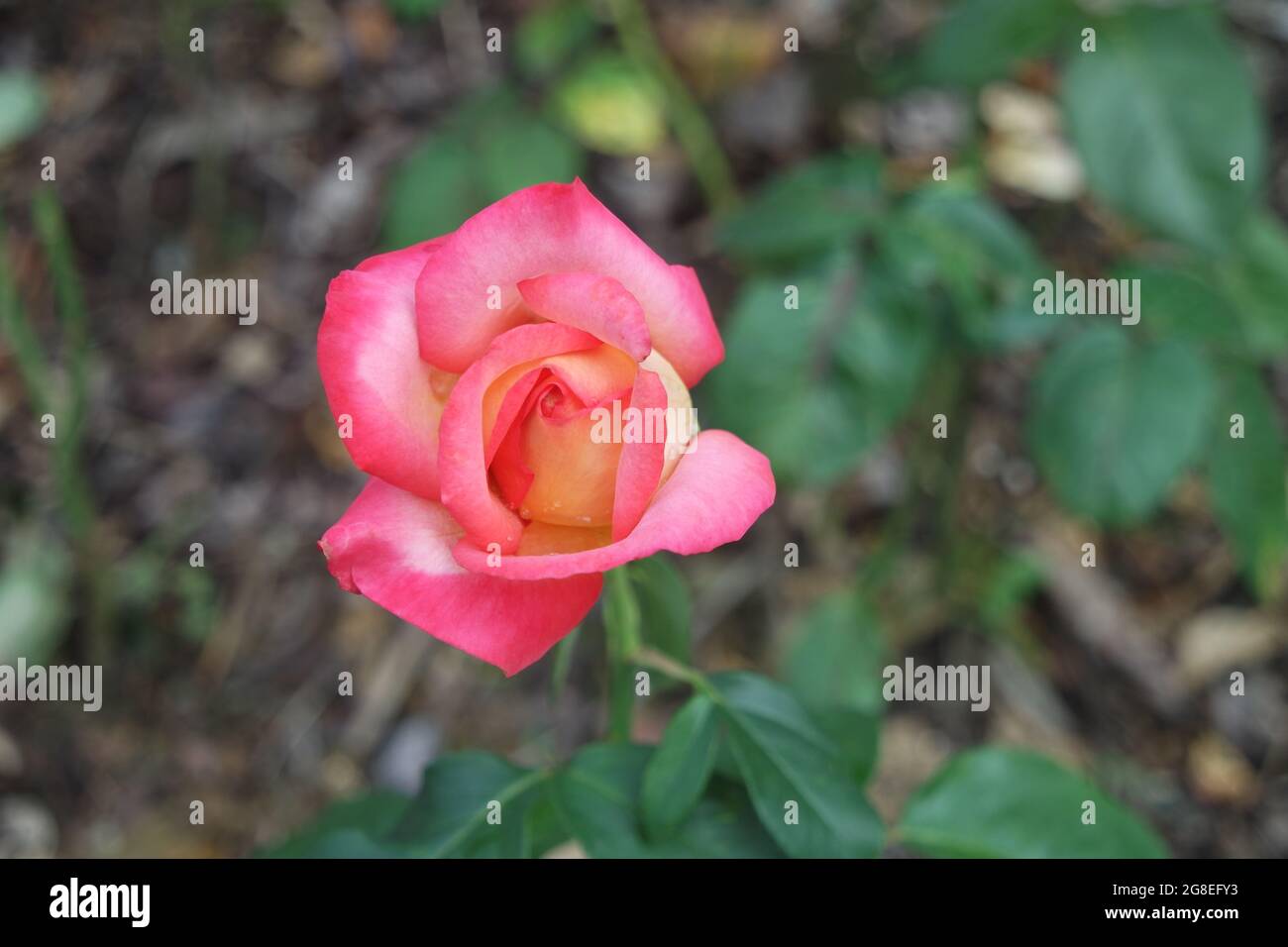 Rose plant after rain hi-res stock photography and images - Alamy