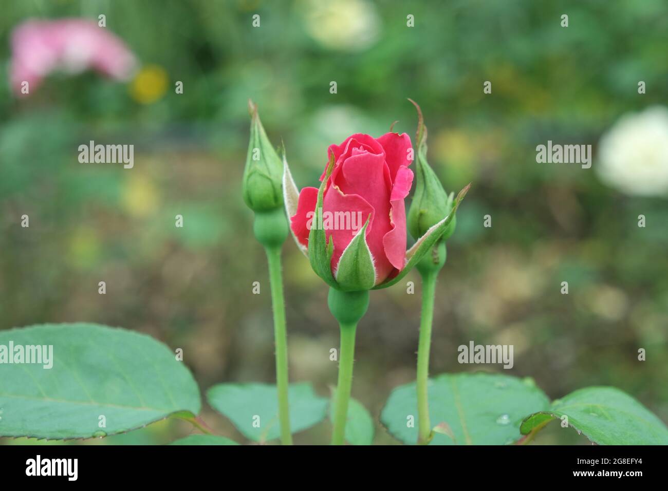 A Red Rose Flower And Baby Rose buds Stock Photo - Alamy