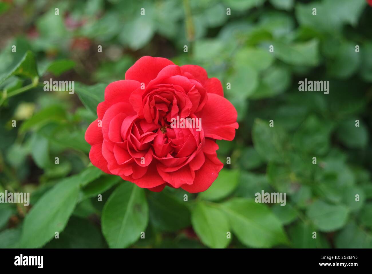 A Red Rose Flower With Green Leaves Stock Photo - Alamy