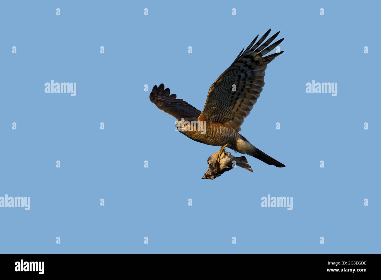 Eurasian sparrowhawk in flight with prey in its talons Stock Photo - Alamy