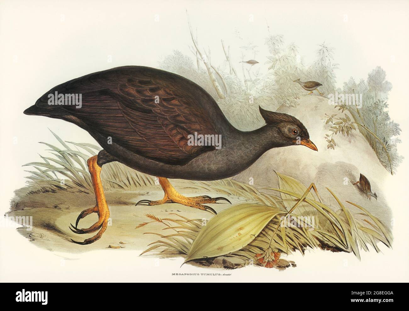 Mound-raising Megapode (Megapodius Tumulus) illustrated by Elizabeth ...