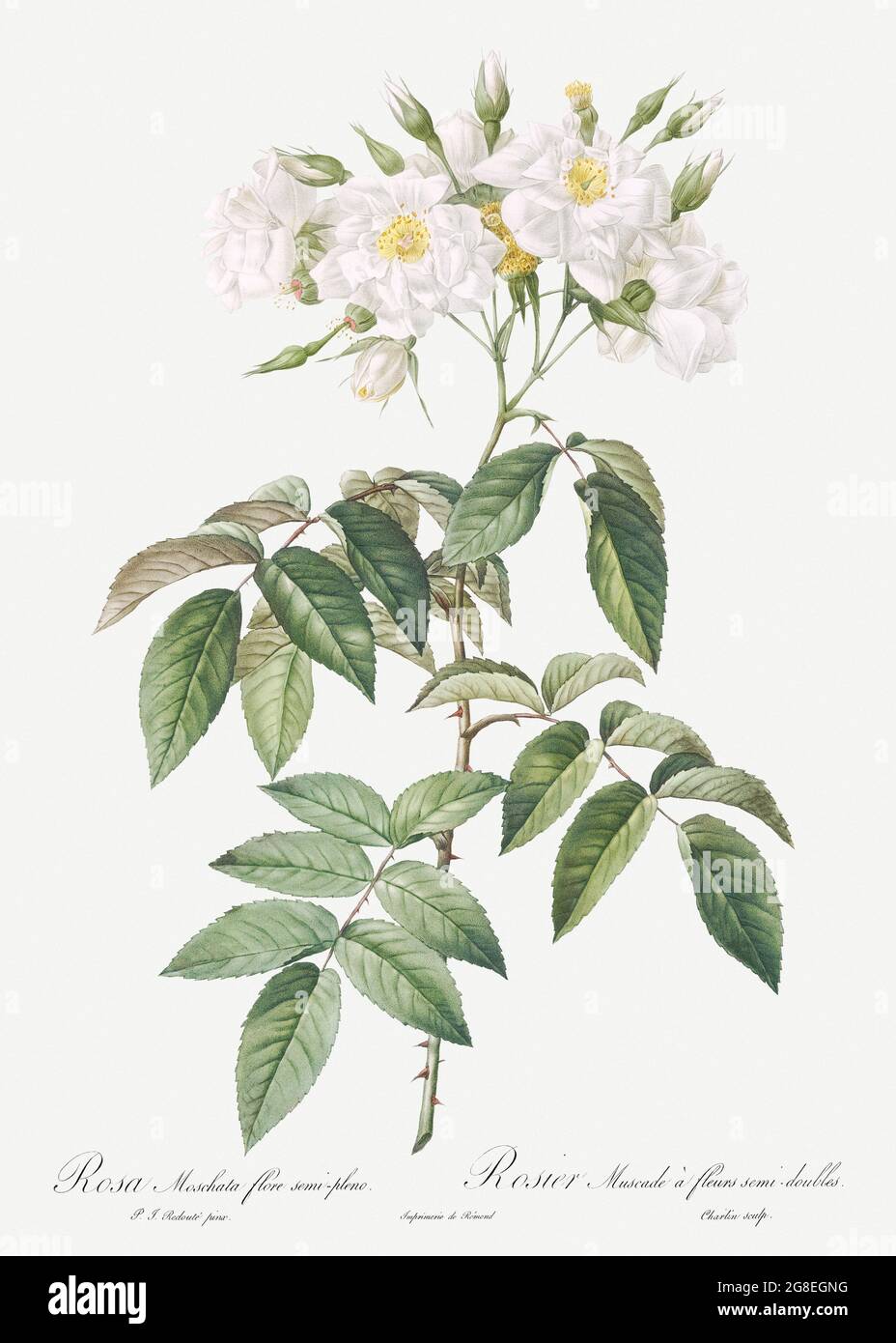 Musk rose, Rosa moschata flore semi pleno from Les Roses (1817–1824) by ...