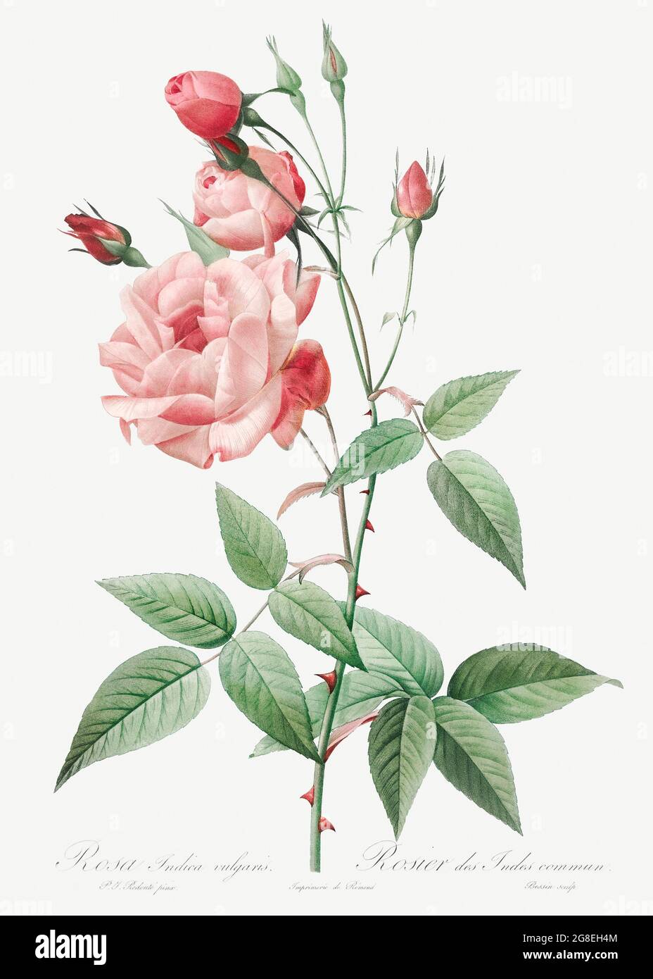 Old Blush China, also known as Common Rose of India (Rosa Indica ...