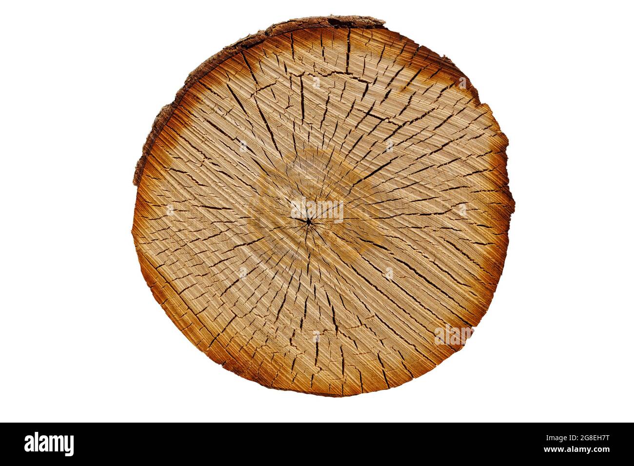 birch trunk with cracks. wood texture. round cut tree isolated on white ...