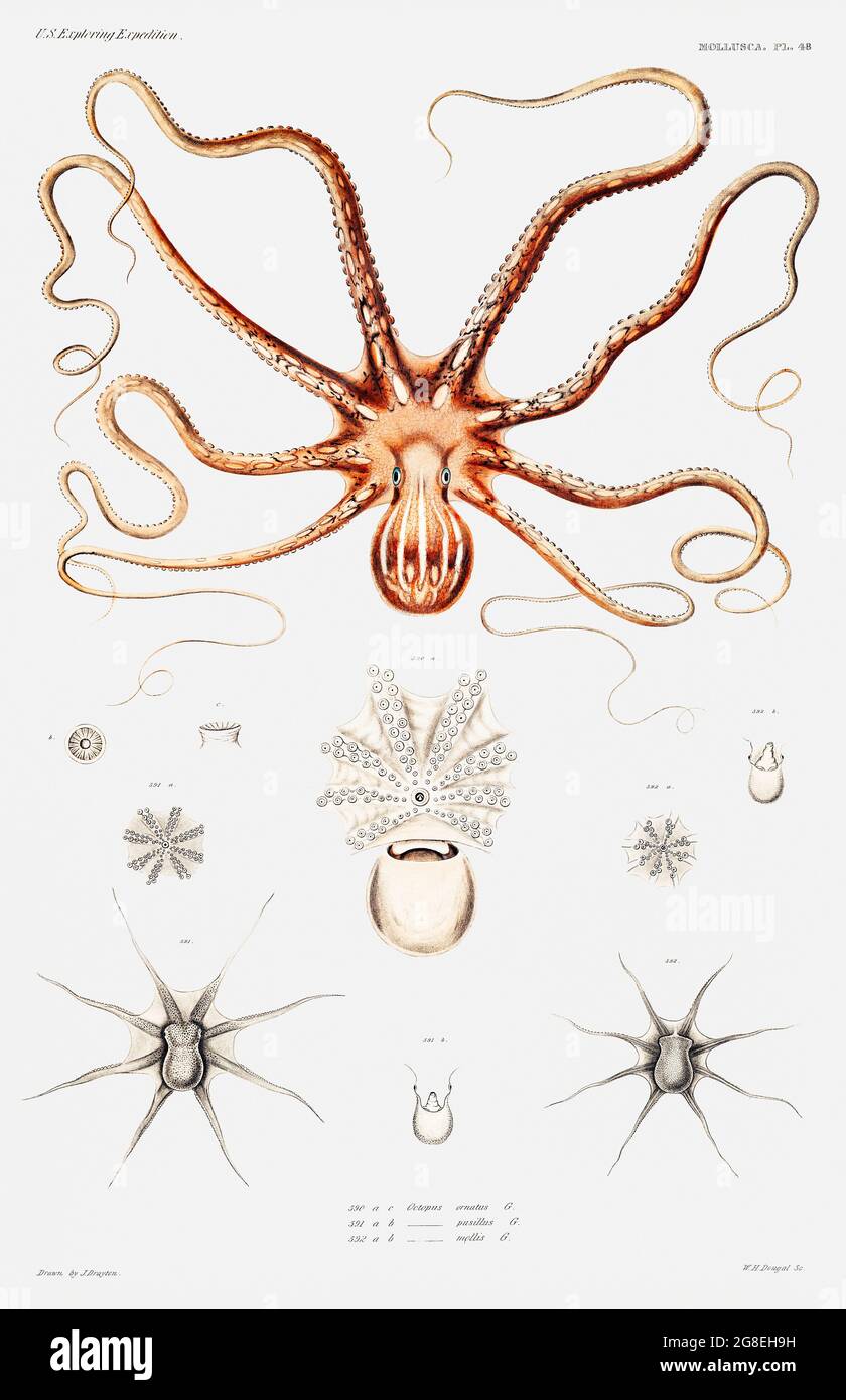 Ornate octopus anatomy illustration from Mollusca & Shells by Augustus ...