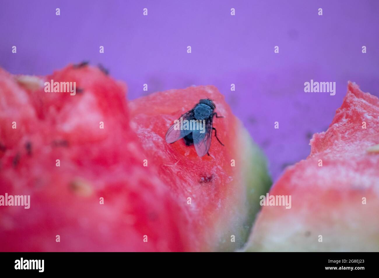 Close up of watermelon with fly and ants on it . High quality photo ...