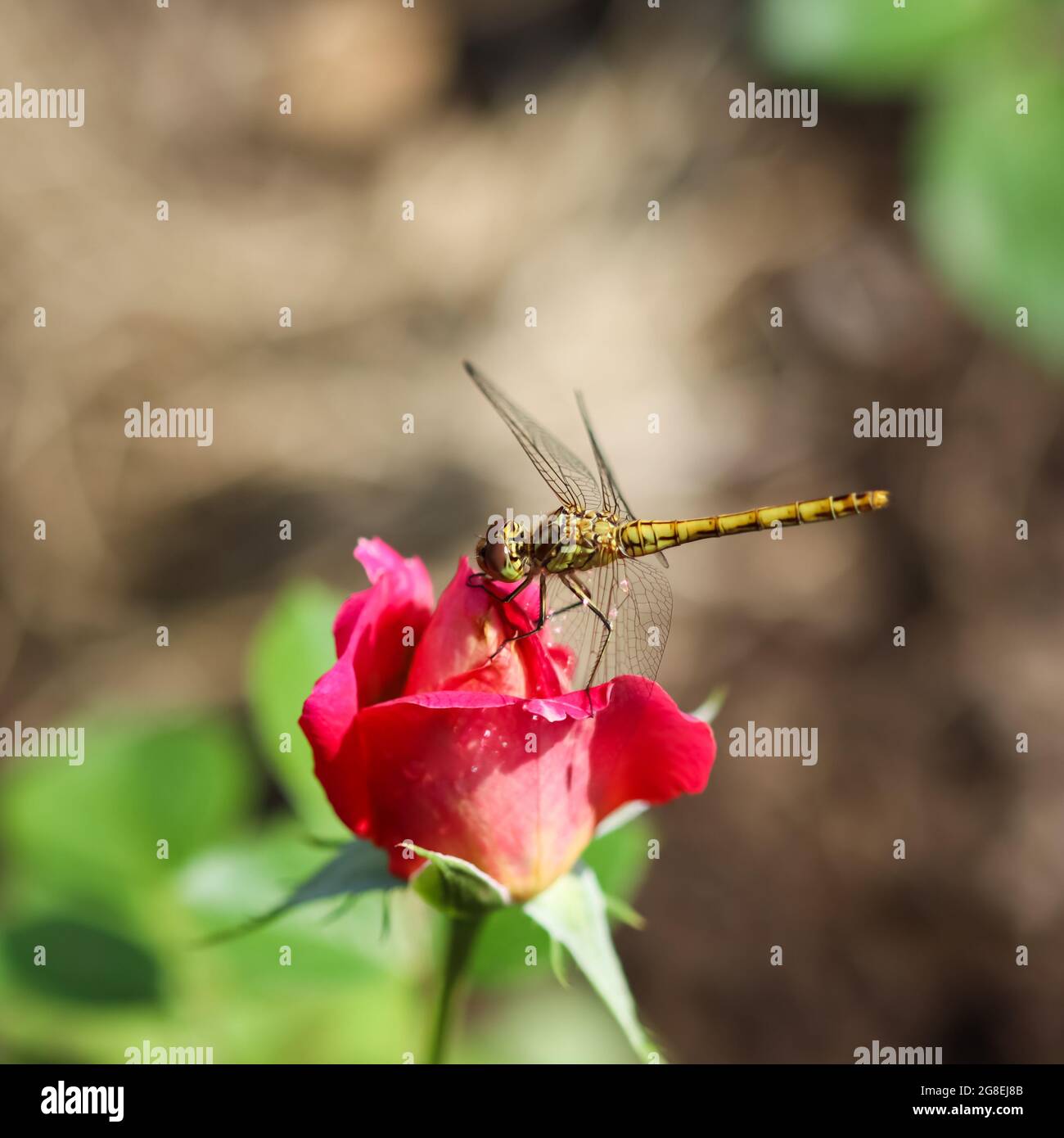 Dragonfly pollinating hi-res stock photography and images - Alamy