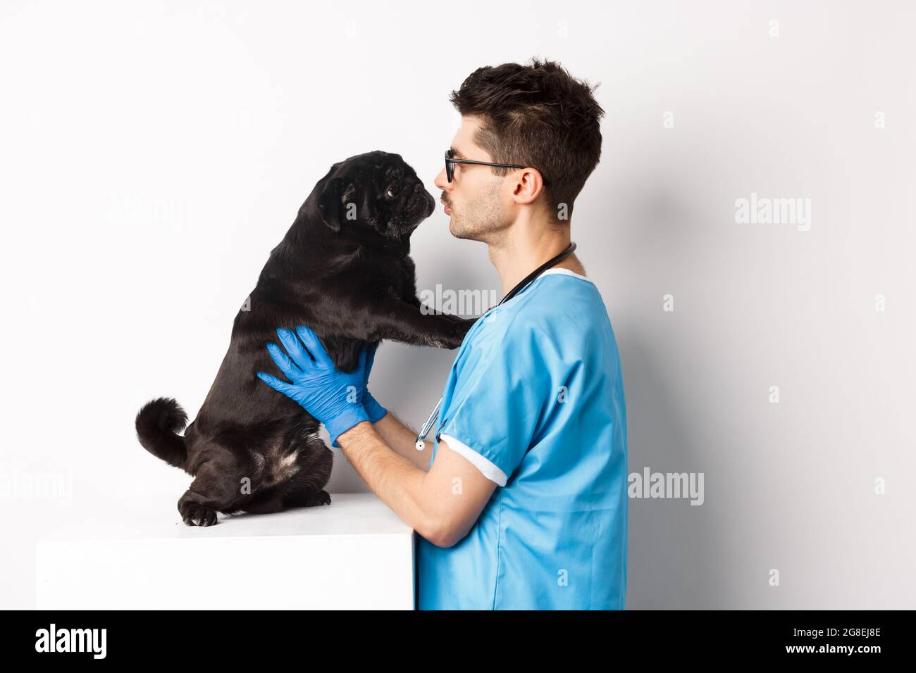 Handsome doctor veterinarian examining cute black pug dog at vet clinic ...