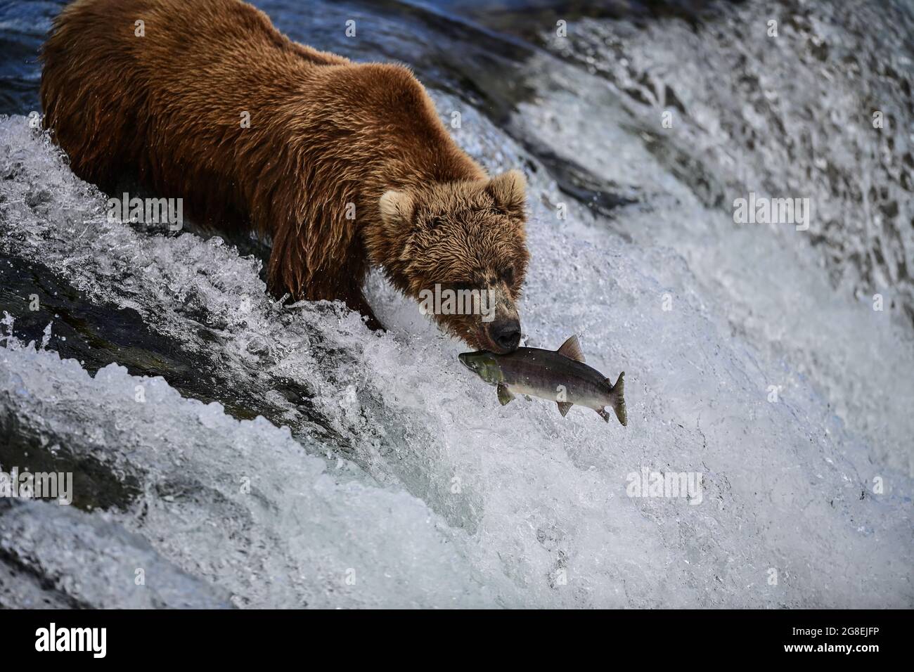 Alaska Brown Bear Biting on Flying Salmon - Brooks Falls, Katmai ...