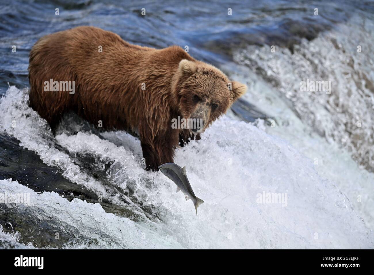 A Grizzly Bear at Brooks Falls watches a Salmon leaping bit too far ...