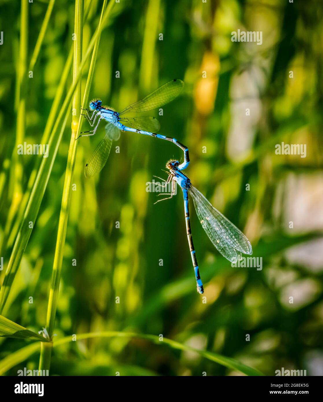 Close up image of two blue colored dragon flies attached to each other ...