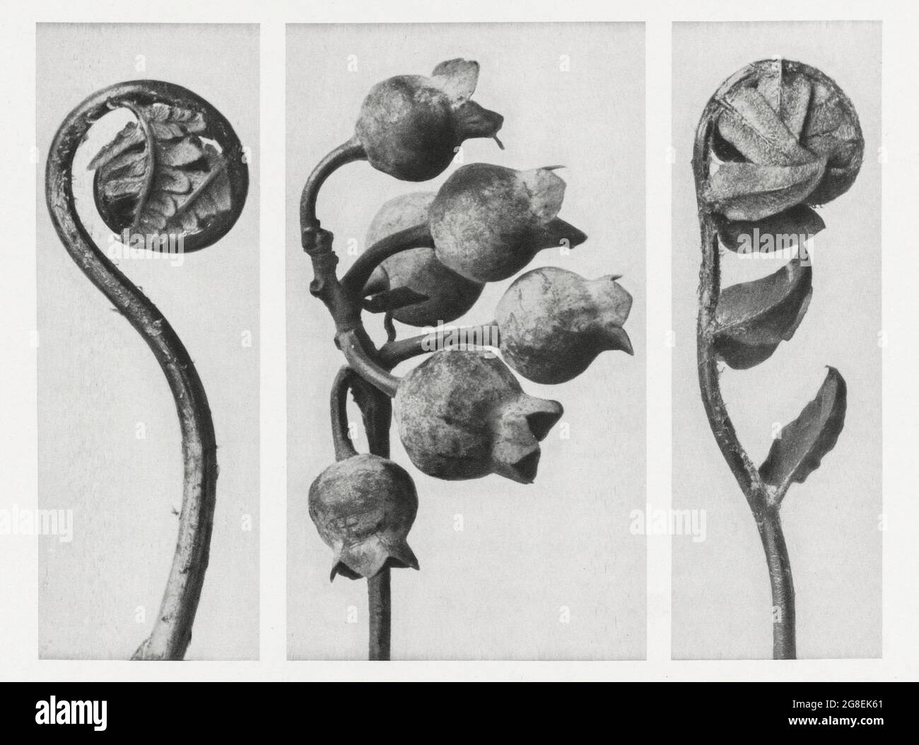 vintage, retro, old, photograph, century, botany, graphics, antique ...