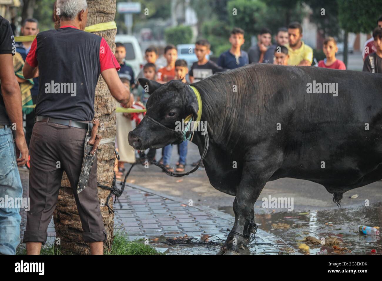 Palestinians slaughter cattle, ahead of Eid al-Adha, in Gaza Strip, on ...