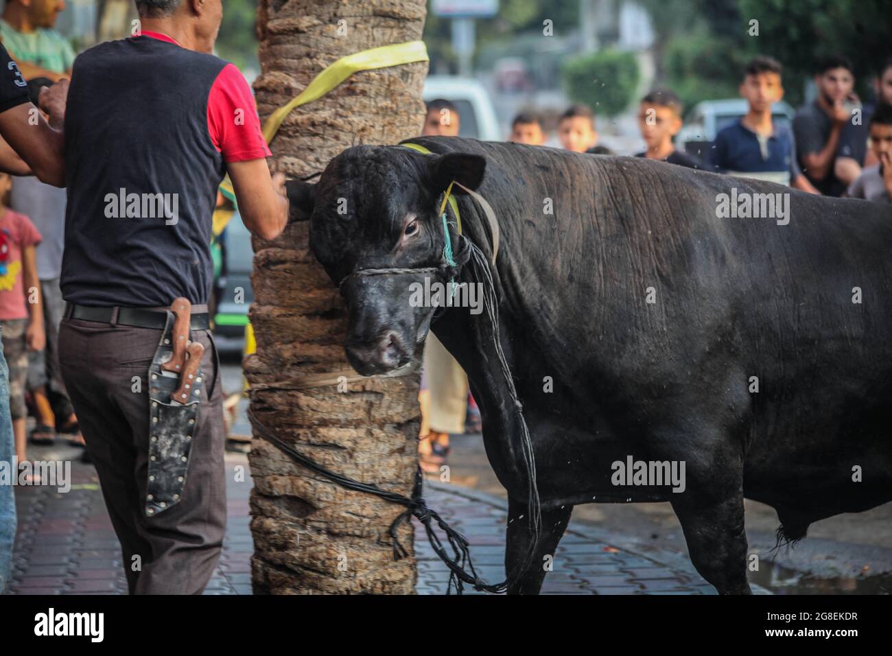Palestinians slaughter cattle, ahead of Eid al-Adha, in Gaza Strip, on ...