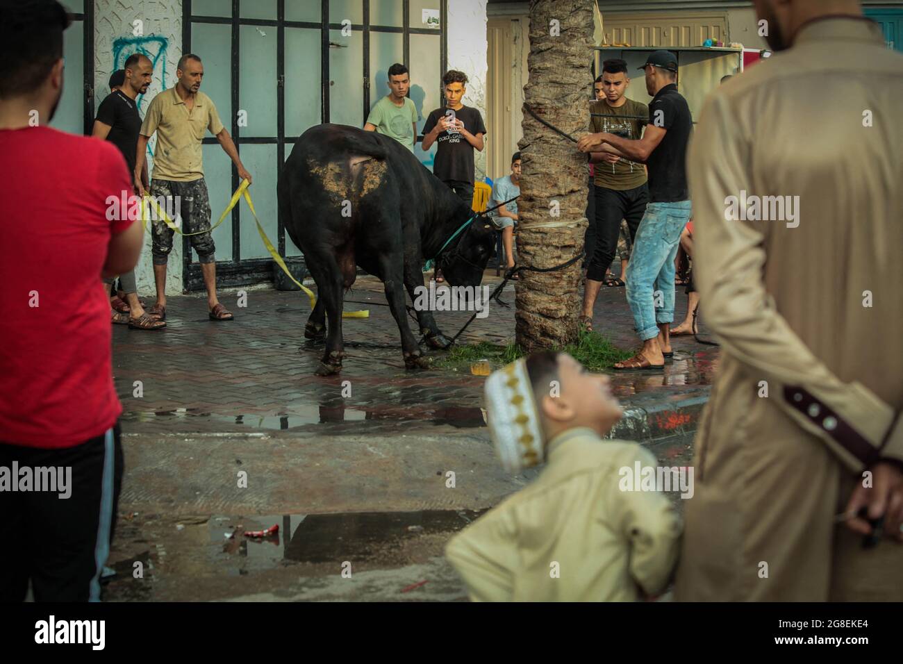 Palestinians slaughter cattle, ahead of Eid al-Adha, in Gaza Strip, on ...