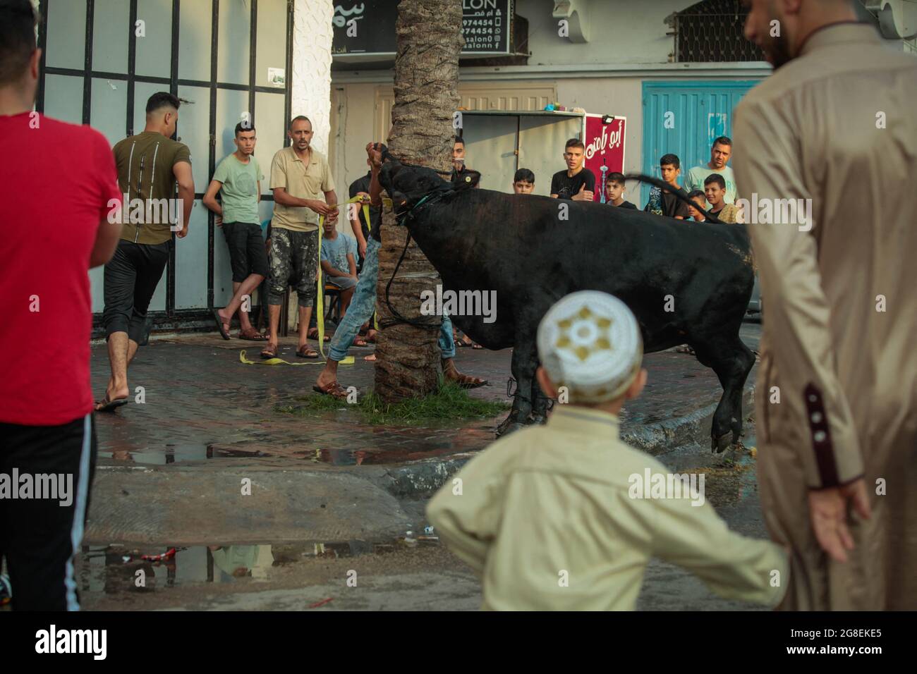 Palestinians slaughter cattle, ahead of Eid al-Adha, in Gaza Strip, on ...