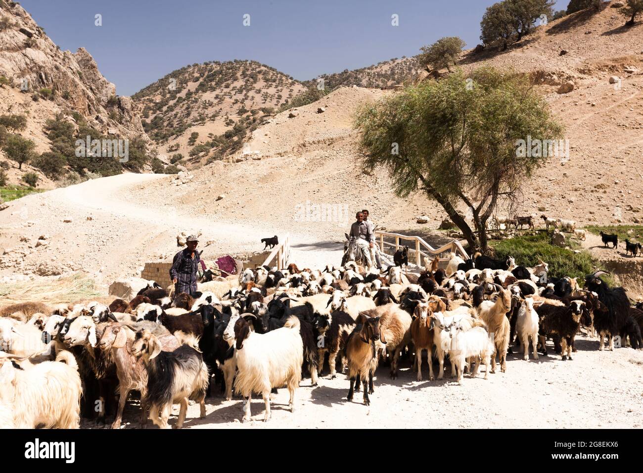Zagros mountain sheep hi-res stock photography and images - Alamy