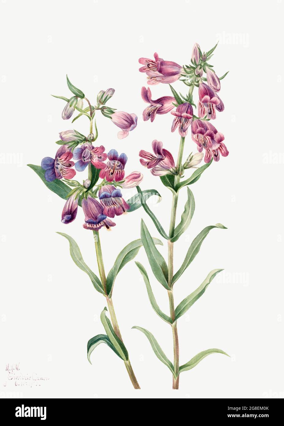 vintage, retro, old, photograph, century, botany, graphics, antique ...