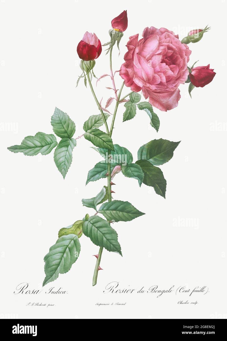 vintage, retro, old, photograph, century, botany, graphics, antique ...