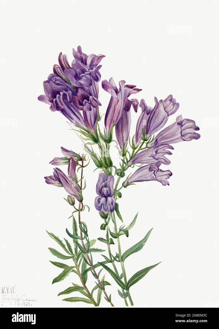 vintage, retro, old, photograph, century, botany, graphics, antique ...
