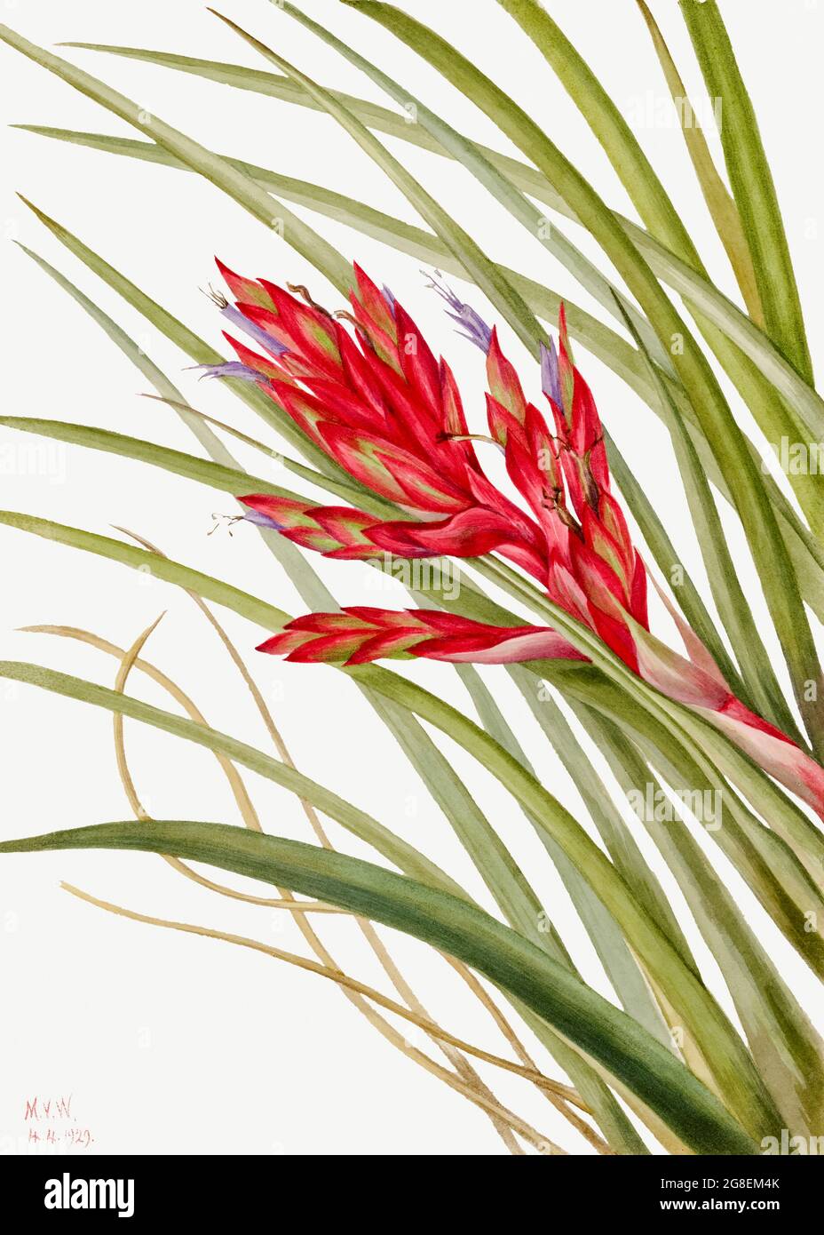 vintage, retro, old, photograph, century, botany, graphics, antique ...