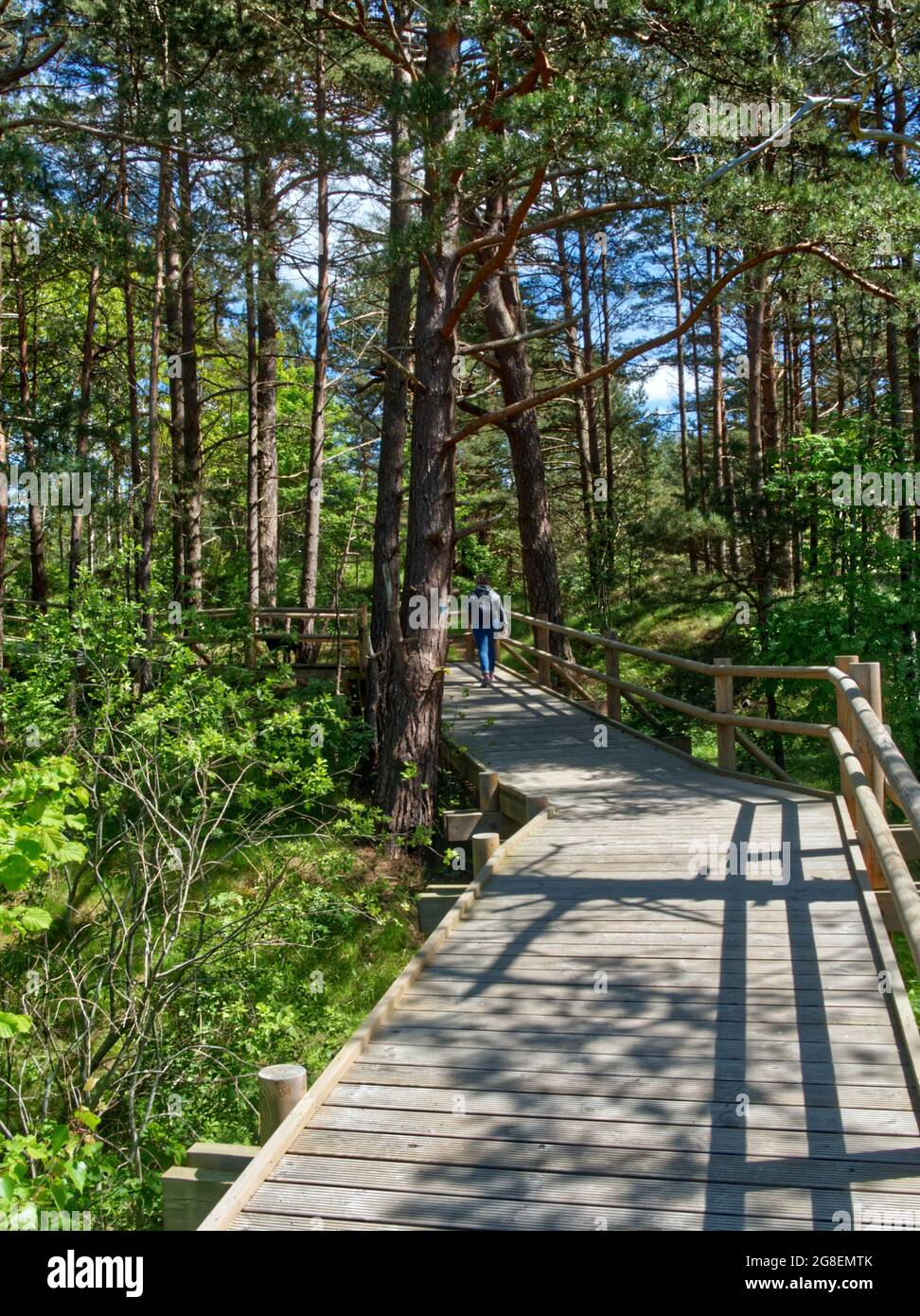 Seaside forest hi-res stock photography and images - Alamy